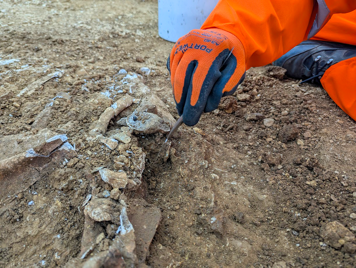 Archaeozoology — Border Archaeology